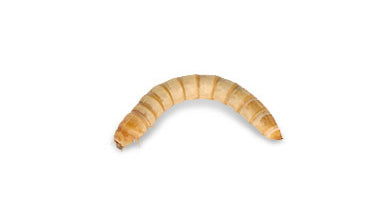 Mealworms – TimberlineFresh