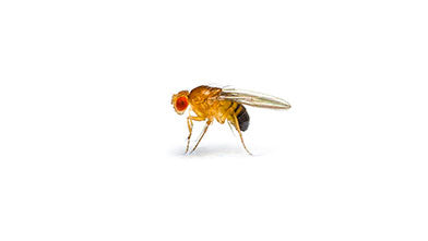 Flightless Fruit Flies – TimberlineFresh