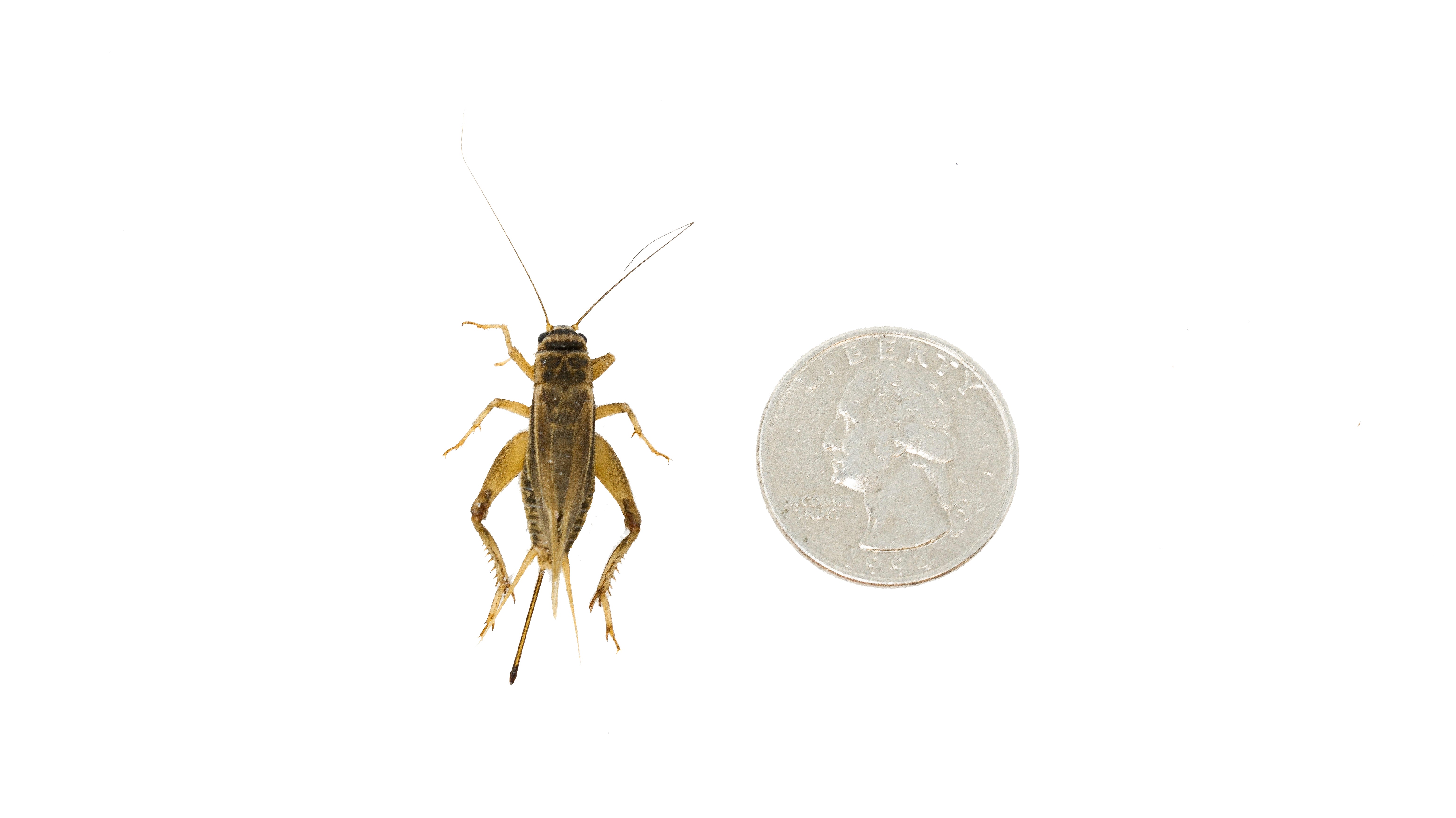 Crickets – TimberlineFresh