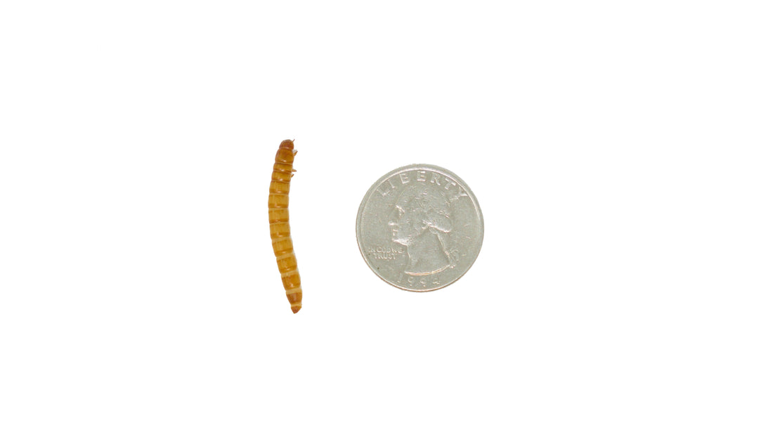 Giant Mealworms-Bulk – TimberlineFresh