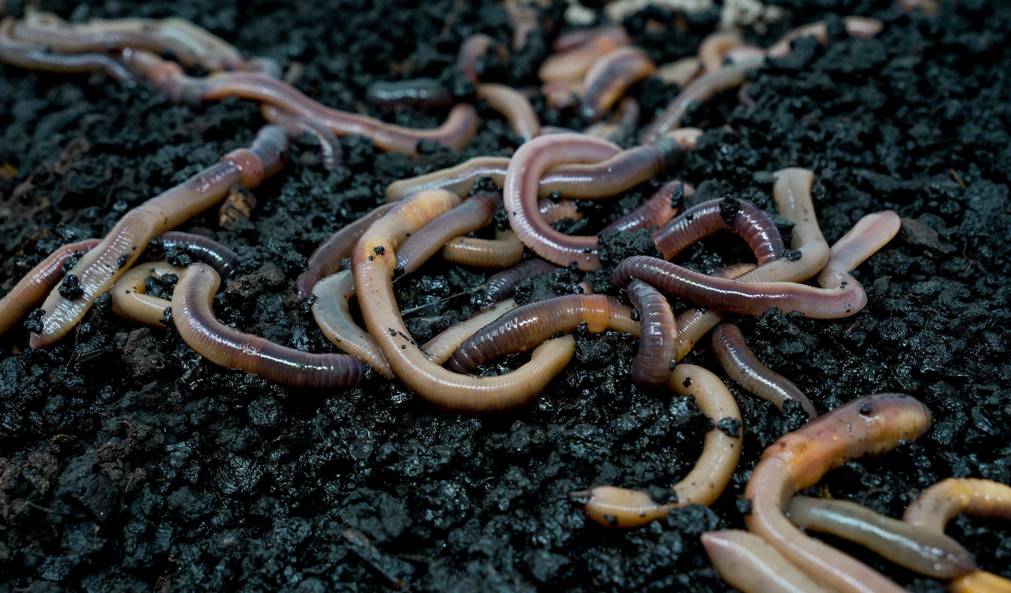 Nightcrawlers – TimberlineFresh