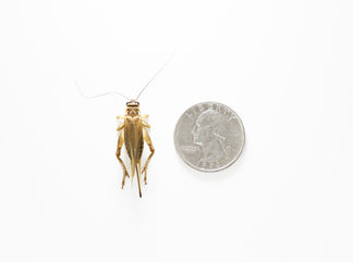 Crickets-Bulk – TimberlineFresh