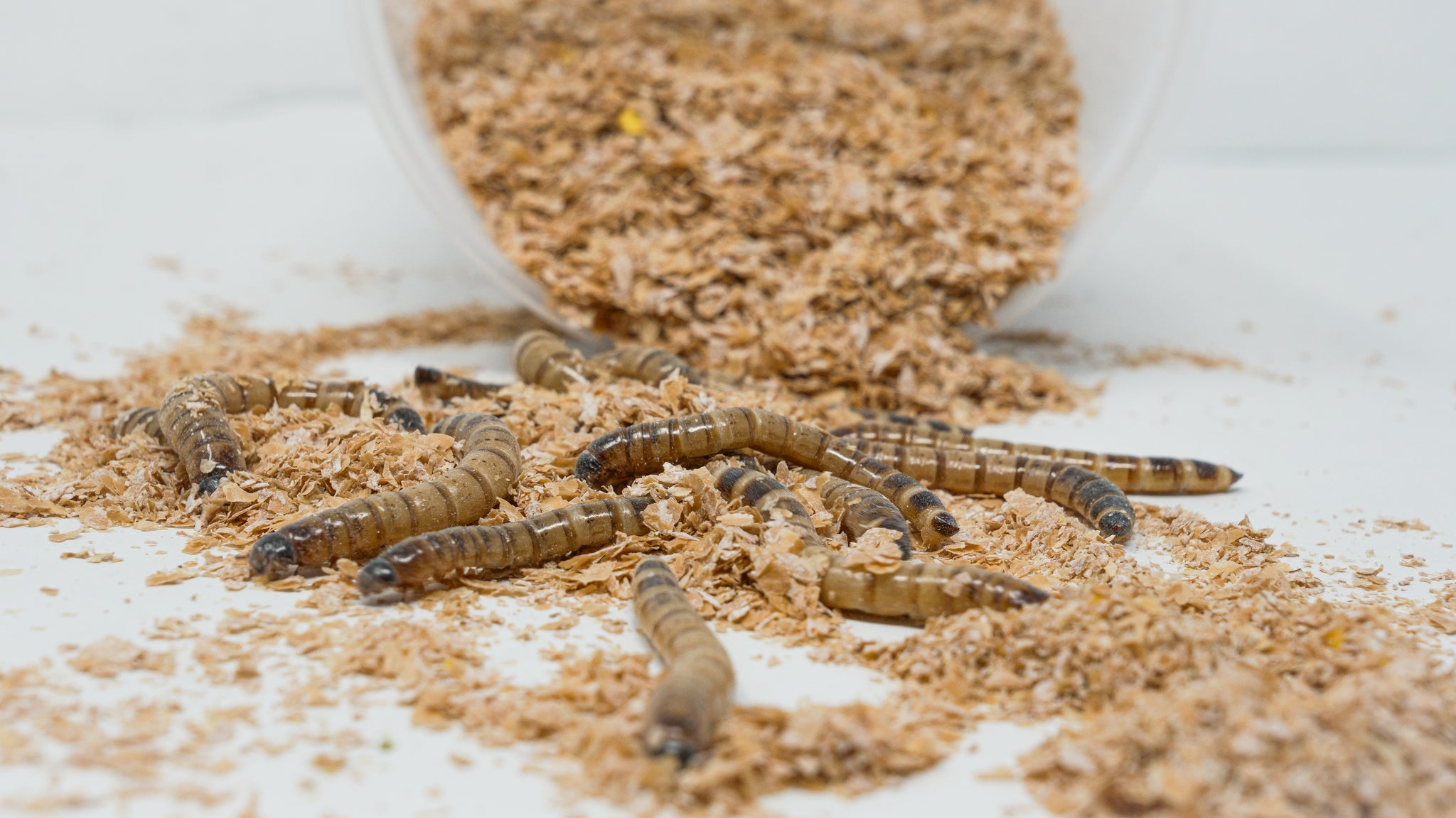 Superworms-Cup – TimberlineFresh