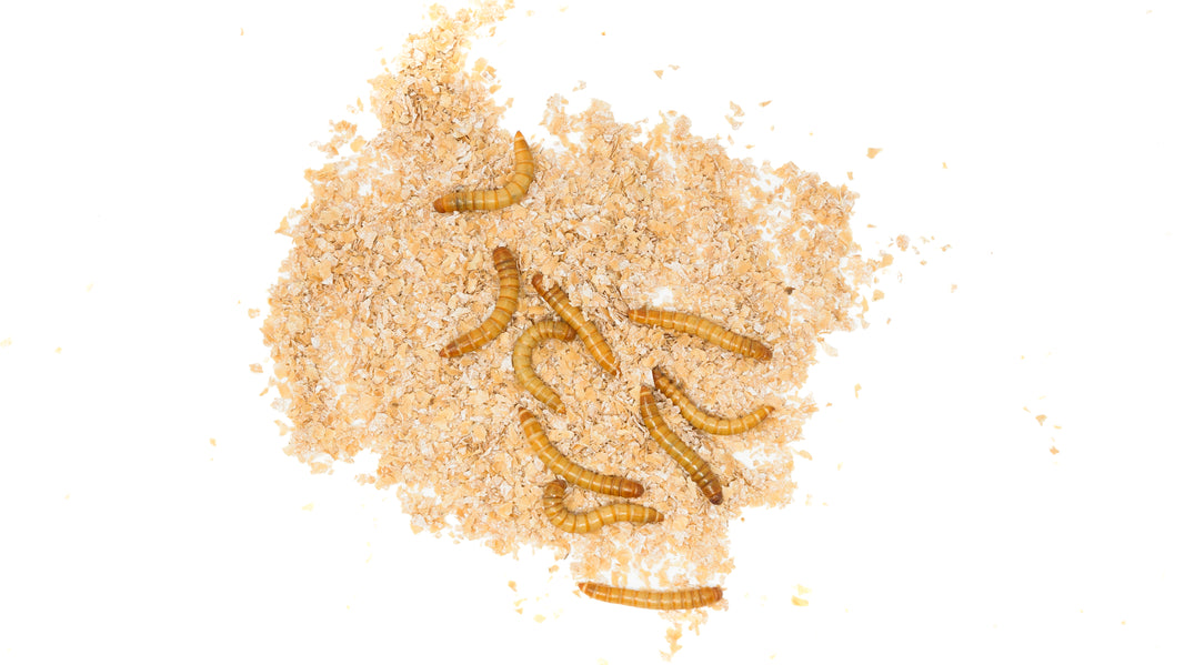 Mealworms – TimberlineFresh